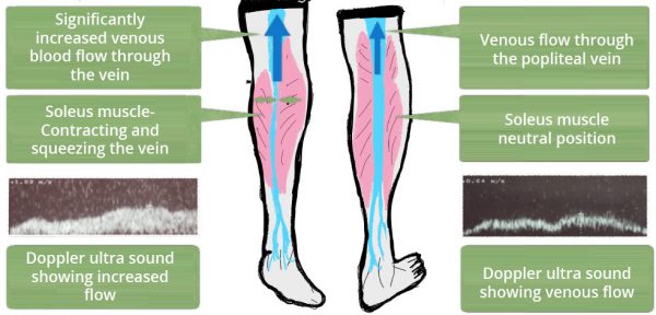 Blog List – Ankle Motion