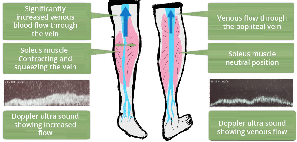Clinical Studies – Ankle Motion